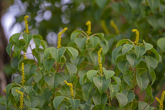 "Chinese Tallow Tree" Images – Browse 867 Stock Photos, Vectors, and ...