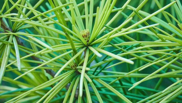 Cladophyll Images – Browse 813 Stock Photos, Vectors, and Video | Adobe ...