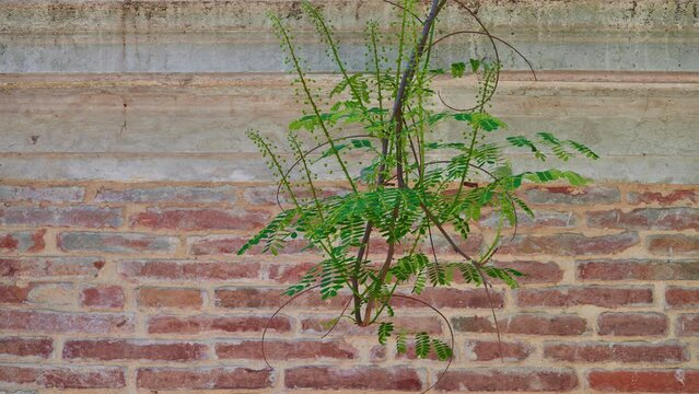 「Shoofly」の写真素材 | 354件の無料イラスト画像 | Adobe Stock