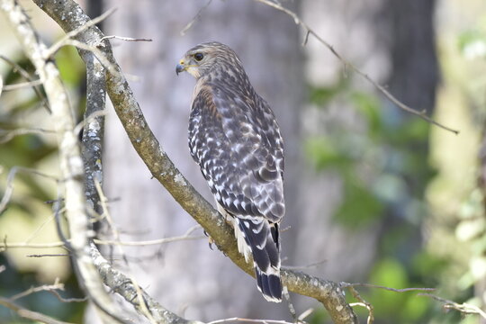 "Cooper Hawk" Images – Browse 1,799 Stock Photos, Vectors, and Video ...