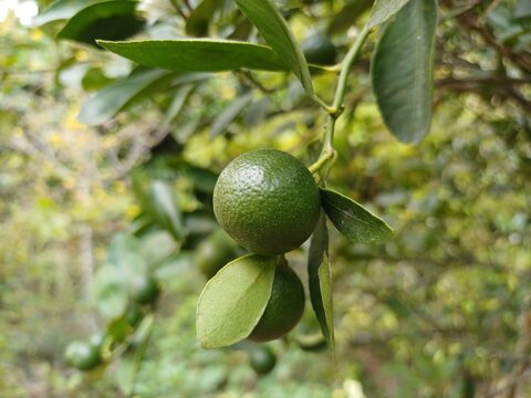 「Lemonsito」の写真素材 | 23件の無料イラスト画像 | Adobe Stock