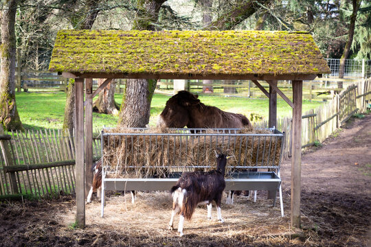 La Ferme"」の写真素材 | 980件の無料イラスト画像 | Adobe Stock
