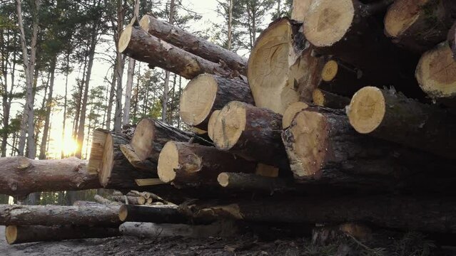 "Sawn Logs" Images – Browse 1,463 Stock Photos, Vectors, and Video ...