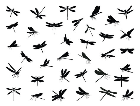 dragonfly vector outline