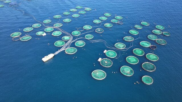 Fish-Farming Imagens – Procure 28,674 fotos, vetores e vídeos | Adobe Stock