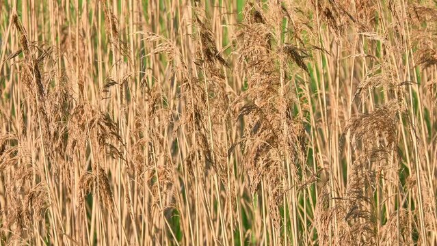 Imágenes de Calamagrostis: descubre bancos de fotos, ilustraciones ...