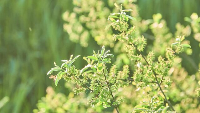 "Grey Willow" Images – Browse 337 Stock Photos, Vectors, and Video ...