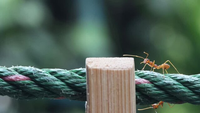 Weberhaus Bilder – Durchsuchen 4,748 Archivfotos, Vektorgrafiken und ...
