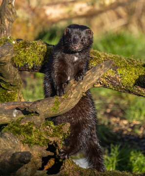 "American Mink" Images – Browse 1,116 Stock Photos, Vectors, and Video ...