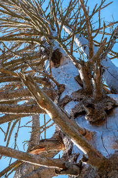 "Weathered Tree" Images – Browse 167 Stock Photos, Vectors, and Video ...