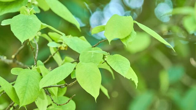 Obrázky Chokecherry – procházejte fotografie, vektory a videa 1,301 ...