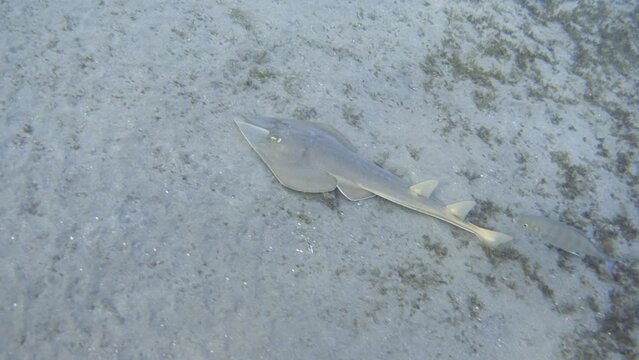"Guitar Fish"-Bilder: Stock-Fotos & -Videos. | Adobe Stock