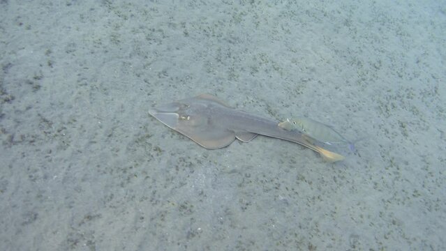 Gitarrenhai-Bilder: Stock-Fotos & -Videos. | Adobe Stock