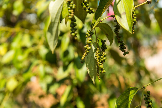 "Pepper Tree" Images – Browse 1,638 Stock Photos, Vectors, and Video ...