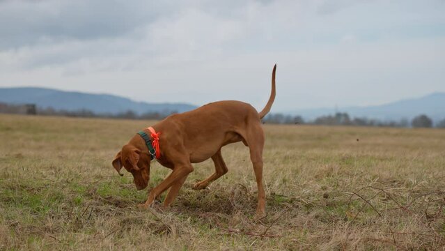 "Bird Dog" Bilder – Durchsuchen 2,892 Archivfotos, Vektorgrafiken und ...