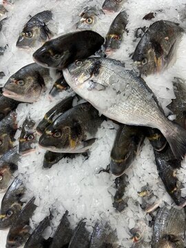 "Dorade Box"-Bilder: Stock-Fotos & -Videos. | Adobe Stock