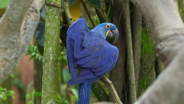 รูปภาพHyacinthinus – เลือกดูภาพถ่ายสต็อก เวกเตอร์ และวิดีโอ1,538 ...