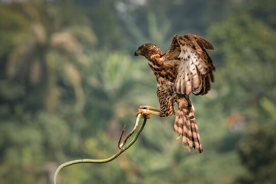 "Crested Goshawk" Images – Browse 442 Stock Photos, Vectors, and Video ...