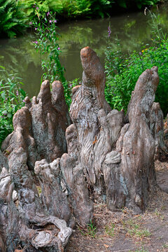 "Aerial Root" Imagens – Procure 3,906 fotos, vetores e vídeos | Adobe Stock