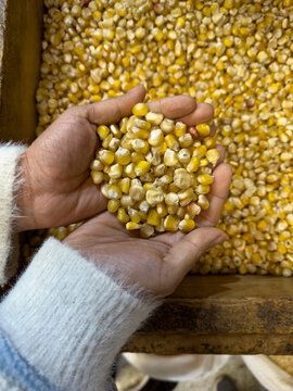 Imágenes de "Shelled Corn": descubre bancos de fotos, ilustraciones ...