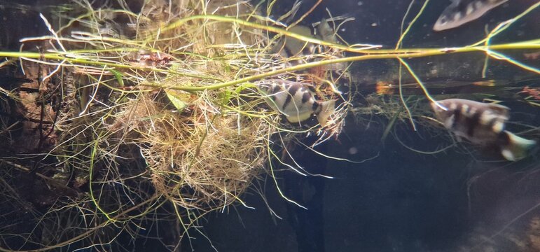 "Brackish Water" Images – Browse 5,604 Stock Photos, Vectors, and Video ...