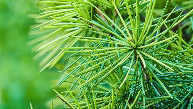 Cladophyll Images – Browse 1,290 Stock Photos, Vectors, and Video ...