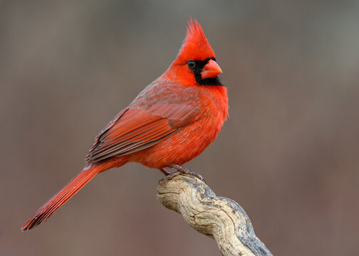 "Northern Cardinal" Images – Browse 101,768 Stock Photos, Vectors, and ...