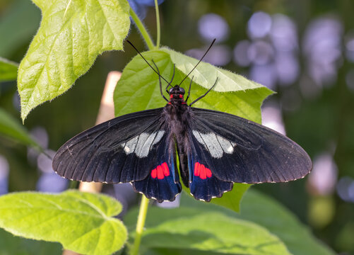 「Parides」の写真素材 | 1,284件の無料イラスト画像 | Adobe Stock