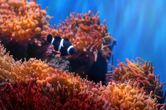 "Ocellaris Clownfish" Images – Browse 5,147 Stock Photos, Vectors, and ...