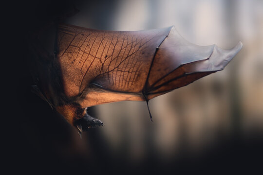Pteropus store