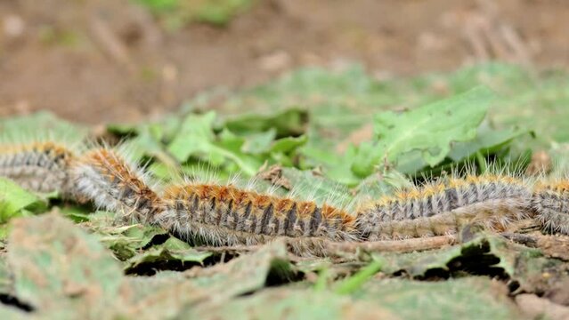 "Processionary Caterpillar" Images – Browse 822 Stock Photos, Vectors ...