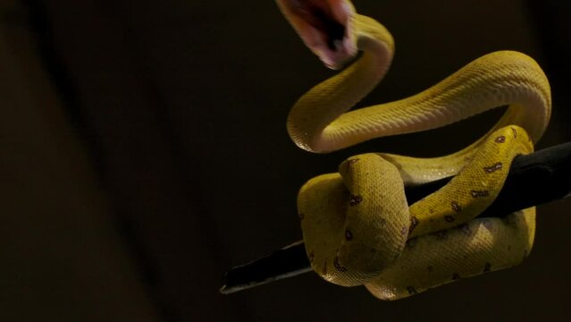 "Green Python"-Bilder: Stock-Fotos & -Videos. | Adobe Stock