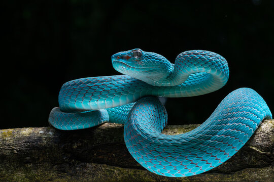 "Trimeresurus Insularis" Images – Browse 1,843 Stock Photos, Vectors ...
