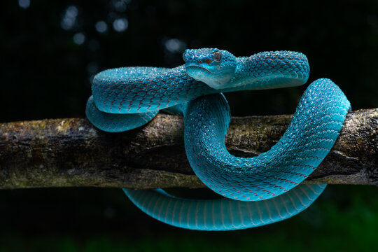 "Trimeresurus Insularis" Images – Browse 1,414 Stock Photos, Vectors ...