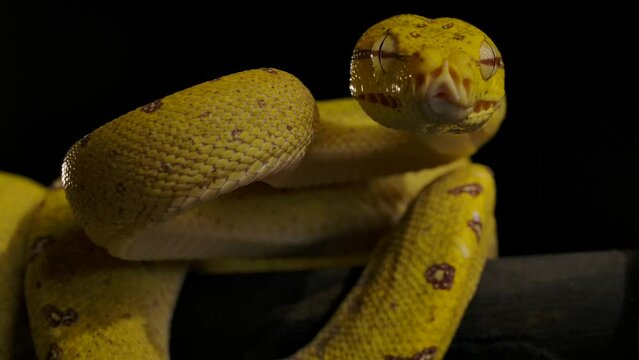 "Green Python"-Bilder: Stock-Fotos & -Videos. | Adobe Stock