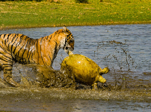 Tiger And Turtle Images – Browse 5,666 Stock Photos, Vectors, and Video ...