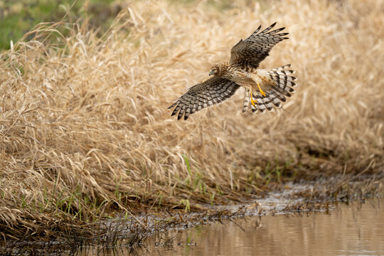 "Marsh Hawk" Images – Browse 3,537 Stock Photos, Vectors, and Video ...