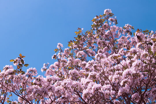 Arbol Rosa Images – Browse 1,145 Stock Photos, Vectors, and Video ...