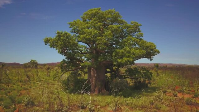 "Boab Tree" Images – Browse 606 Stock Photos, Vectors, and Video ...