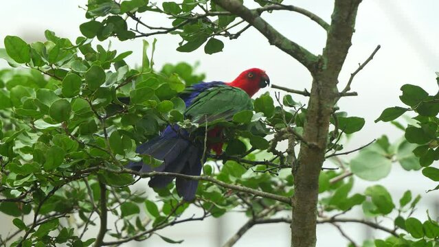 "King Parrot" Images – Browse 1,408 Stock Photos, Vectors, and Video ...
