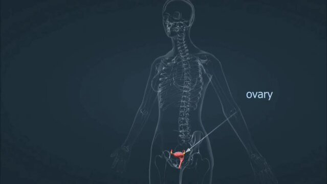 Perimetrium 이미지 – 찾아보기 63 스톡 사진, 벡터 및 비디오 | Adobe Stock