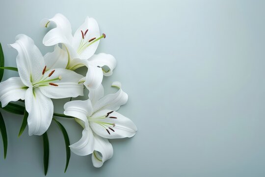 Blue Funeral Background Images – Browse 10,146 Stock Photos, Vectors ...