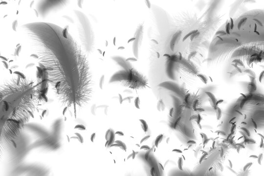 Falling Feathers Transparent