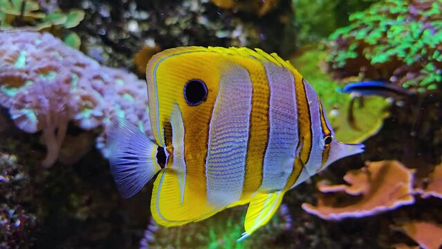 "Butterfly Fish Images – Browse 70,781 Stock Photos, Vectors, and Video ...
