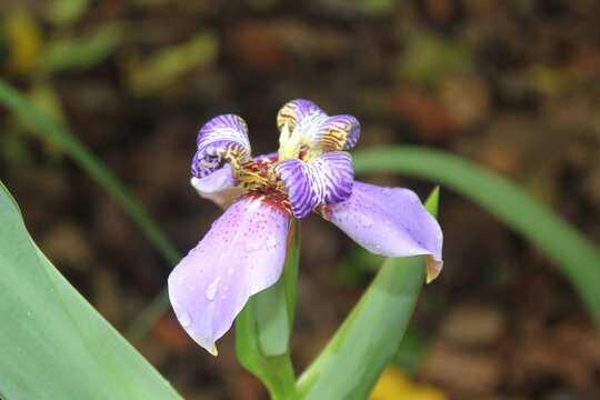 "Walking Iris" Images – Browse 434 Stock Photos, Vectors, and Video ...