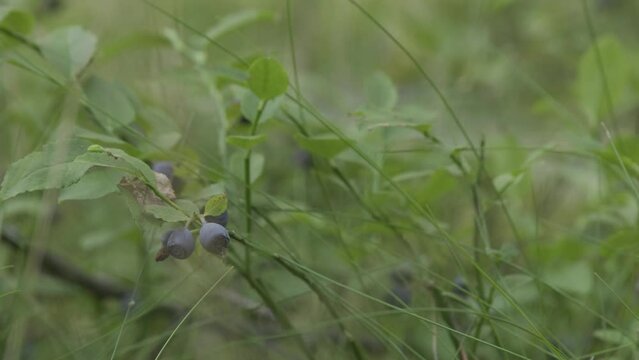 "Forest Berries" Images – Browse 2,492 Stock Photos, Vectors, and Video ...