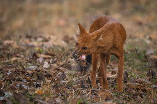 "Chinese Dhole" Imagens – Procure 421 fotos, vetores e vídeos | Adobe Stock