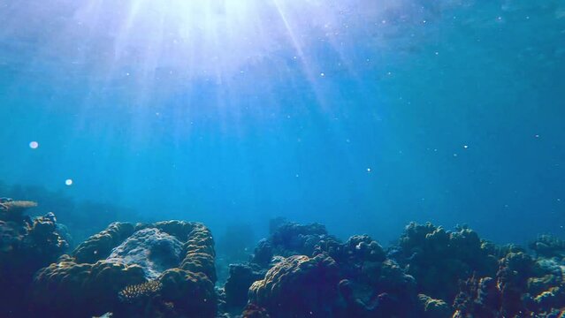 "Tropical Marine Climate" Images – Browse 68 Stock Photos, Vectors, and ...