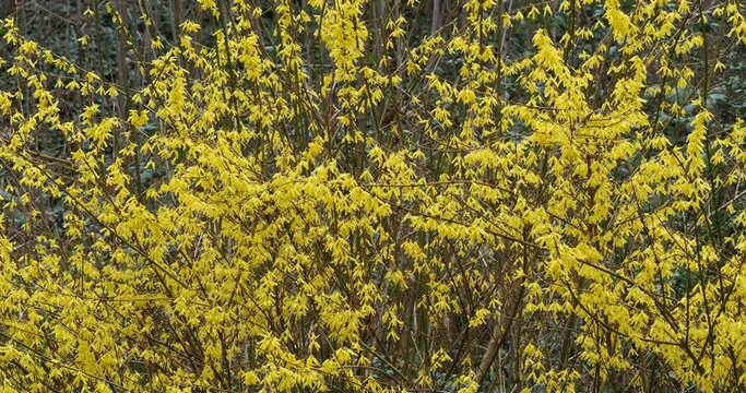 Lenticel Images – Browse 1,099 Stock Photos, Vectors, and Video | Adobe ...