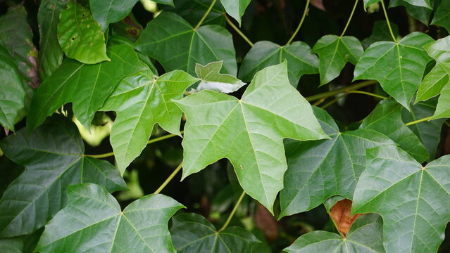 "Chinese Parasol Tree" Images – Browse 738 Stock Photos, Vectors, and ...